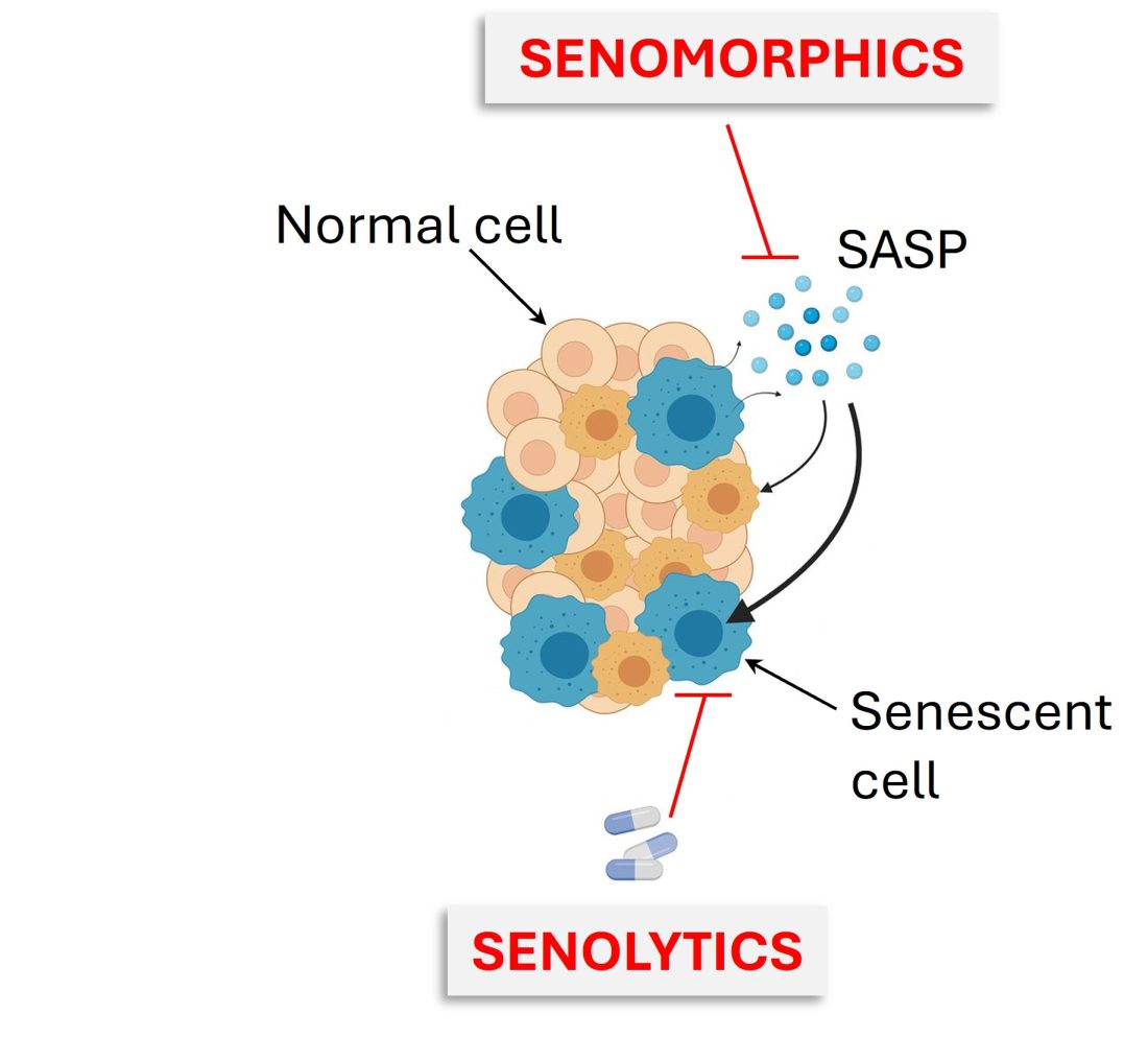 Senotherapeutics – GenCell-TSBiotech