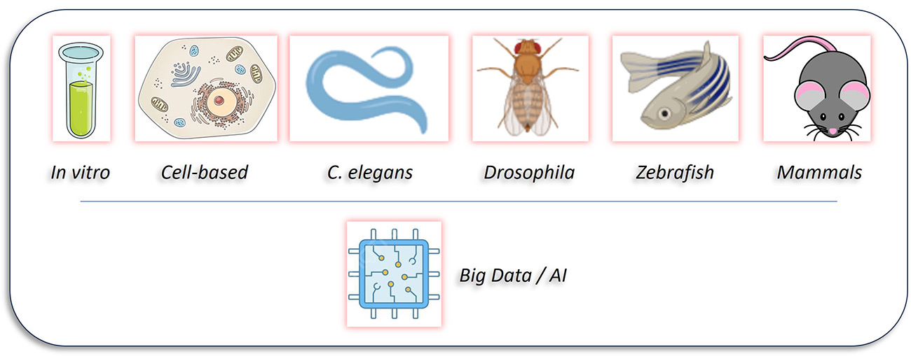 Experimental Models – GenCell-TSBiotech